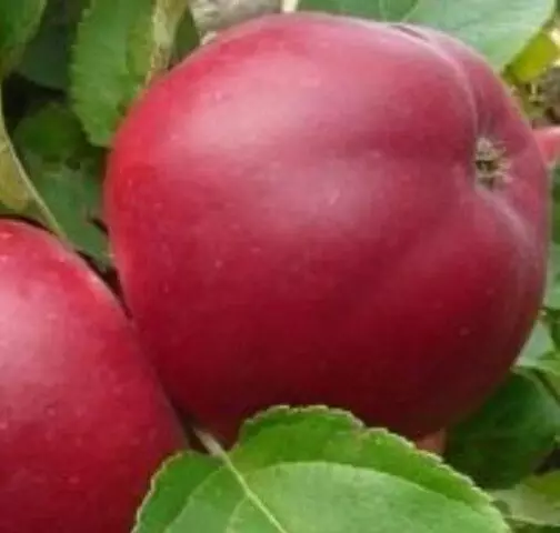 Bronntanas crann Apple do Grafsky: tuairisc ar an éagsúlacht, grianghraif, léirmheasanna ar garraíodóirí, tréithe, pollinators 4221_1