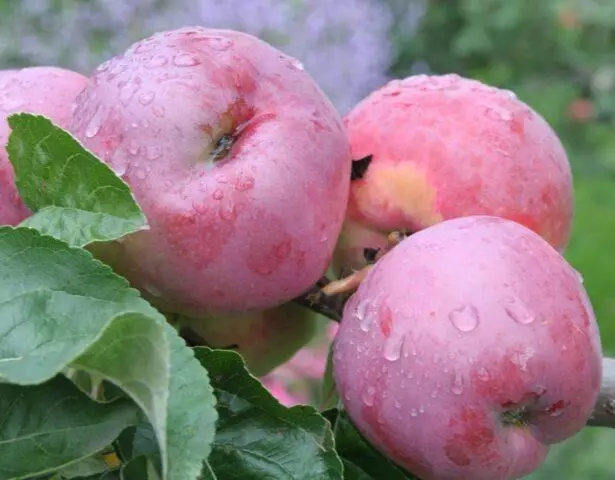 Bronntanas crann Apple do Grafsky: tuairisc ar an éagsúlacht, grianghraif, léirmheasanna ar garraíodóirí, tréithe, pollinators 4221_2