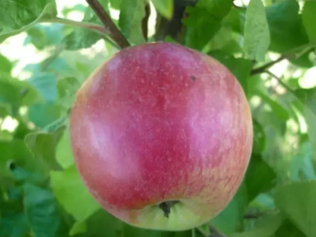 Bronntanas crann Apple do Grafsky: tuairisc ar an éagsúlacht, grianghraif, léirmheasanna ar garraíodóirí, tréithe, pollinators 4221_3