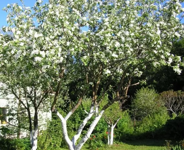 Bronntanas crann Apple do Grafsky: tuairisc ar an éagsúlacht, grianghraif, léirmheasanna ar garraíodóirí, tréithe, pollinators 4221_4