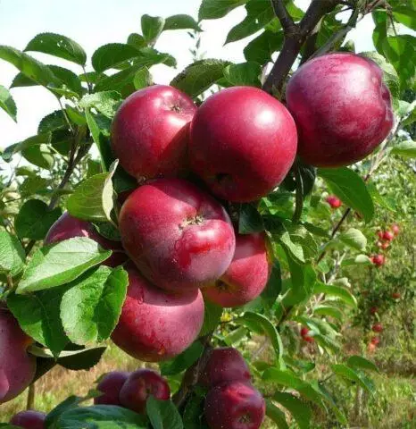 Apple igi columnar Chervonets: apejuwe ati awọn abuda ti ọpọlọpọ, awọn fọto, awọn atunwo, pollinators 4225_2