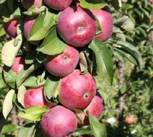 Apple igi columnar Chervonets: apejuwe ati awọn abuda ti ọpọlọpọ, awọn fọto, awọn atunwo, pollinators 4225_5