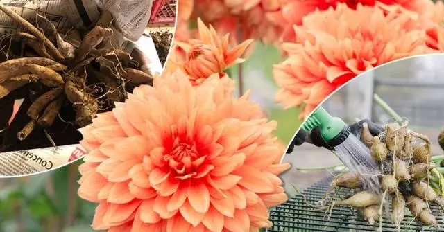 Bii o ṣe le fipamọ dahlias ni ipilẹ ile ni igba otutu 4233_2