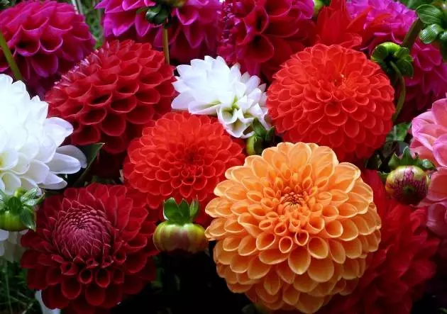 Dahlias o hadau: tyfu a gofalu 4238_1