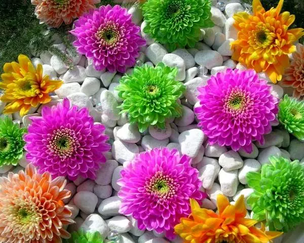 Dahlias საწყისი თესლი: იზრდება და ზრუნვა 4238_3