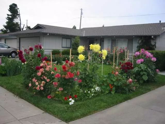 Dahlias: ການປູກແລະບົວລະບັດໃນພື້ນທີ່ໂລ່ງແຈ້ງ 4241_1