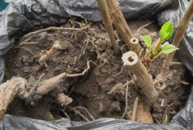 Dahliaer: planting og omsorg i det åpne feltet 4241_11