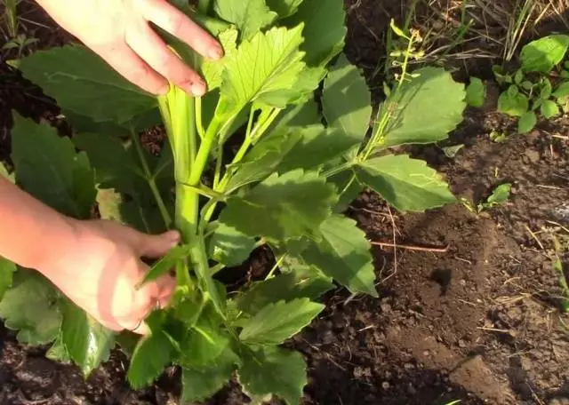 Dahliaer: planting og omsorg i det åpne feltet 4241_14