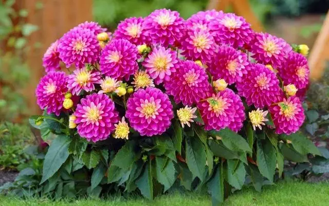 Dahlias: پوک ۽ سن careال کليل ميدان ۾ 4241_15