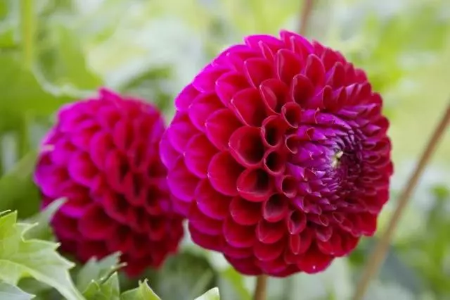 Dahlias: ການປູກແລະບົວລະບັດໃນພື້ນທີ່ໂລ່ງແຈ້ງ 4241_16