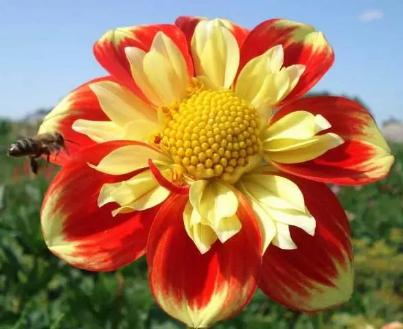 Dahlias: totoina ma tausi i le fanua tatala 4241_2