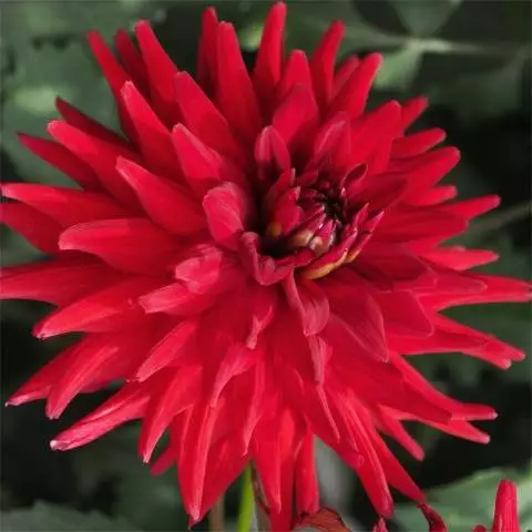 Dahlias: totoina ma tausi i le fanua tatala 4241_3