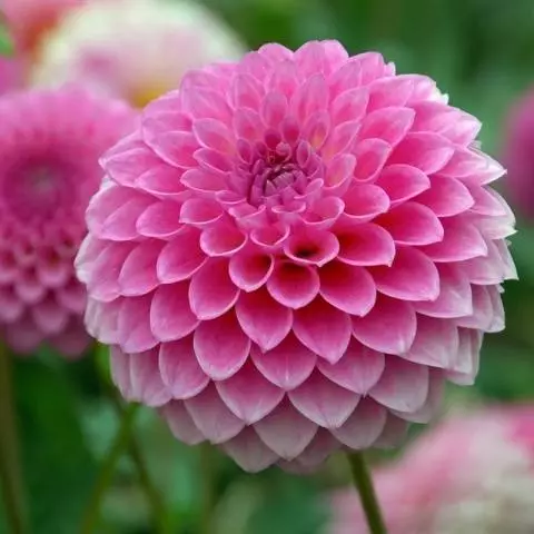 Dahlias: mamboly sy mikarakara eny an-tsaha 4241_4