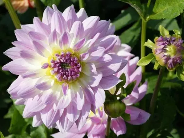 Dahlias: پوک ۽ سن careال کليل ميدان ۾ 4241_6