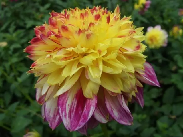 Dahlias: mamboly sy mikarakara eny an-tsaha 4241_7