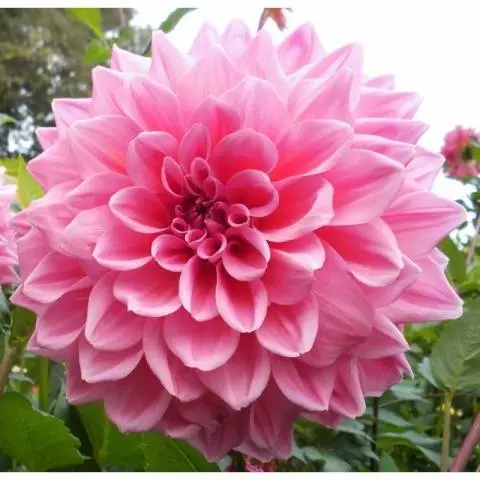 Dahlias: totoina ma tausi i le fanua tatala 4241_8