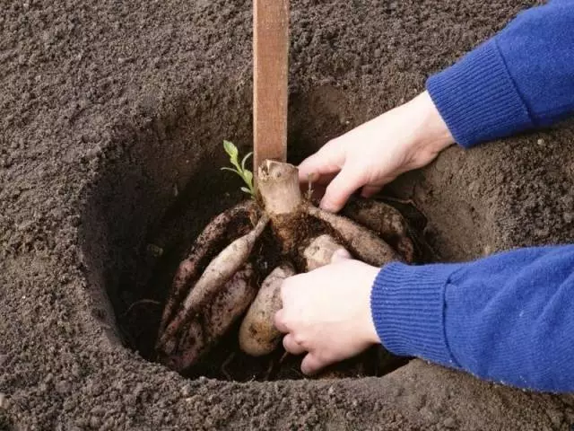 Dahliaer: planting og omsorg i det åpne feltet 4241_9