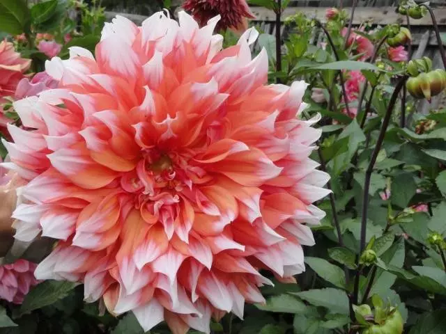 Dahlia ပွဲတော်: ဖော်ပြချက် + ဓာတ်ပုံ, ပြန်လည်သုံးသပ်ခြင်း 4244_2