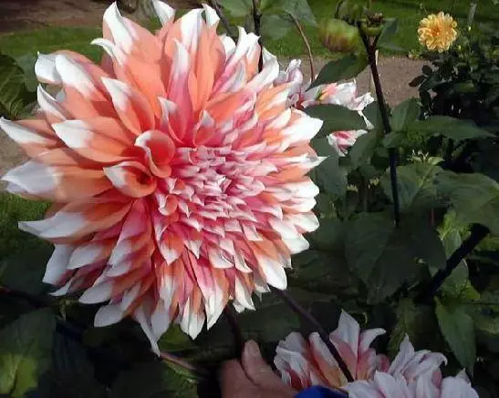 Dahlia Festivalo: priskribo + foto, recenzoj 4244_4