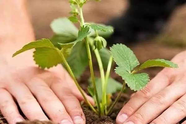 Ելակի համար մահճակալ պատրաստելը 4251_3