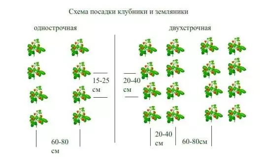 Ելակի համար մահճակալ պատրաստելը 4251_6