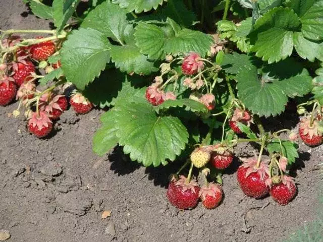 Preparando una cama para fresas 4251_7