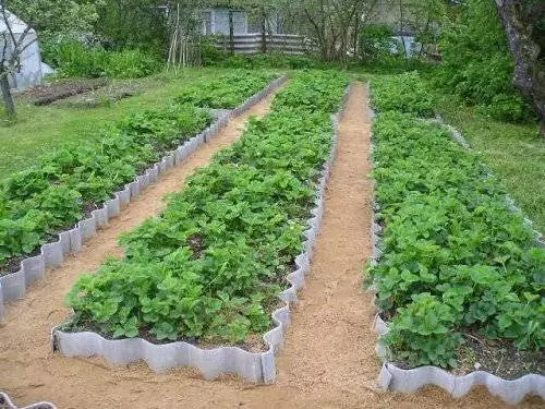 Preparando una cama para fresas 4251_8