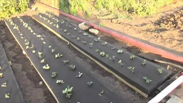 Préparer un lit pour les fraises 4251_9