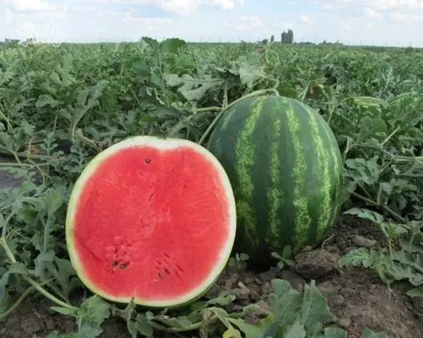 Watermelon Bonta F1: beschrijving, foto, beoordelingen 4268_1