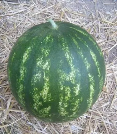 Watermelon Bonta F1: beschrijving, foto, beoordelingen 4268_4