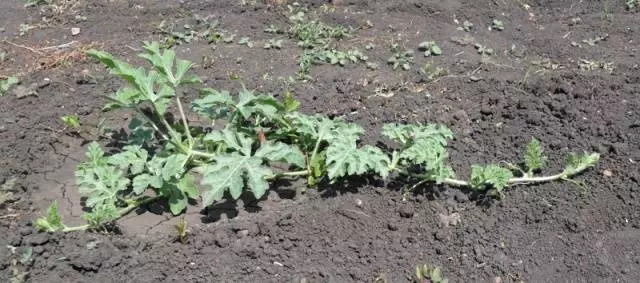 Watermelon Bonta F1: beschrijving, foto, beoordelingen 4268_5