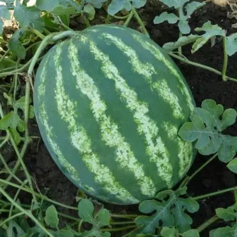 Watermelon Bonta F1: beschrijving, foto, beoordelingen 4268_7