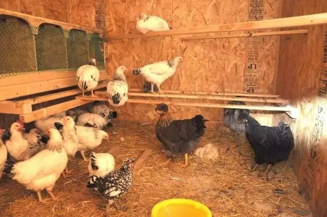 DIY manukan ng manok para sa 20 manok: taglamig 4273_10