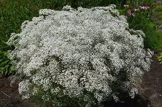 Copo de nieve perenne de Gypsophila: creciendo a partir de semillas 4290_1