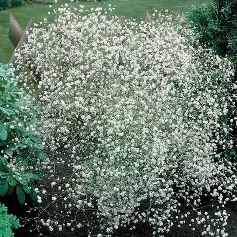 Copo de nieve perenne de Gypsophila: creciendo a partir de semillas 4290_10