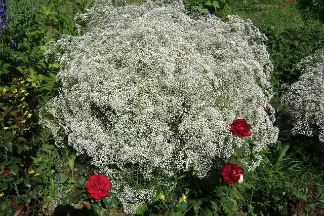 Gypsophila perennial Snowflake: tumuh tina siki 4290_11