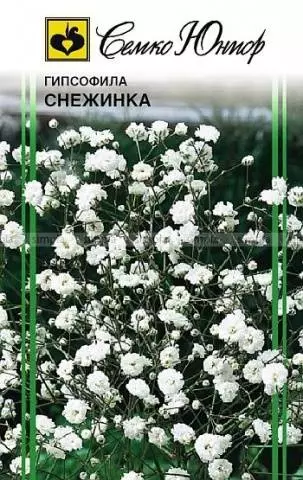 Gypsophila višegodišnja pahuljica: raste iz sjemena 4290_12