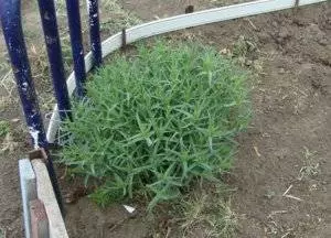 Gypsophila perennial Snowflake: tumuh tina siki 4290_13