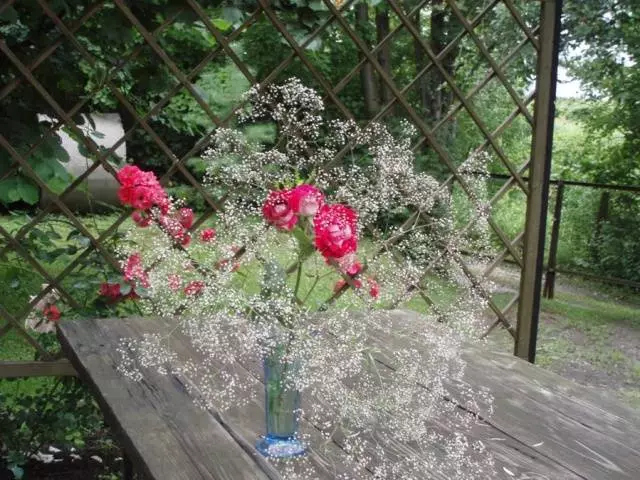 Gypsophila perennial Snowflake: tumuh tina siki 4290_16