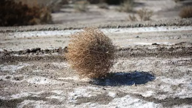 Copo de nieve perenne de Gypsophila: creciendo a partir de semillas 4290_2