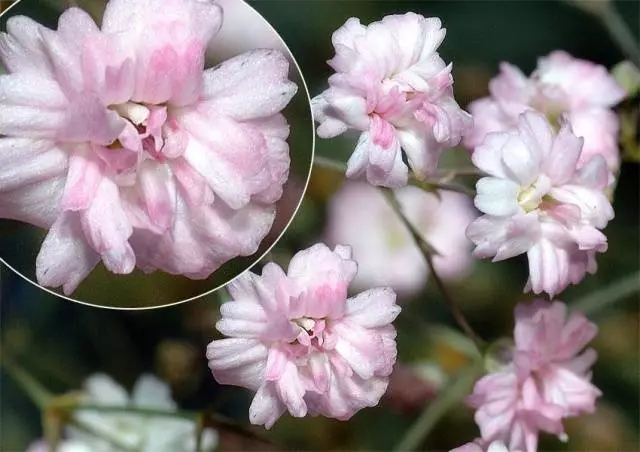 Gypsophila višegodišnja pahuljica: raste iz sjemena 4290_3