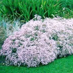 Copo de nieve perenne de Gypsophila: creciendo a partir de semillas 4290_4