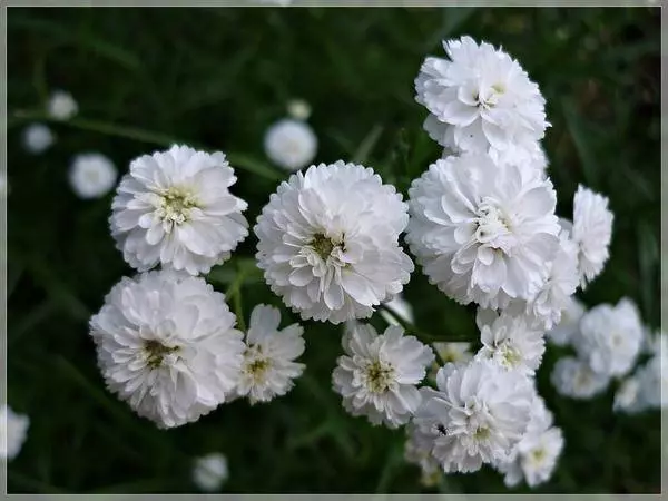 Copo de nieve perenne de Gypsophila: creciendo a partir de semillas 4290_5