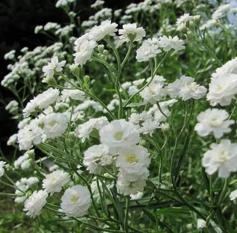 Copo de nieve perenne de Gypsophila: creciendo a partir de semillas 4290_6