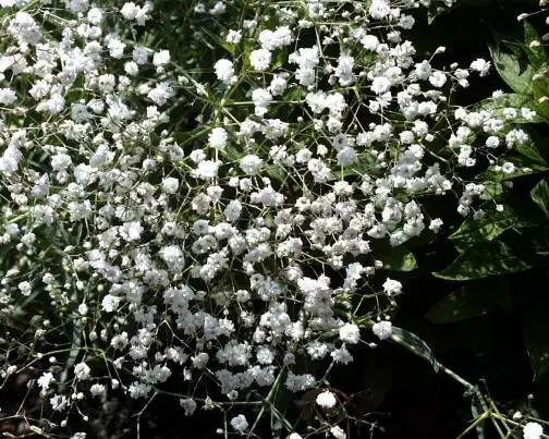 Gypsophila imyaka myinshi Urubura: gukura mu mbuto 4290_7