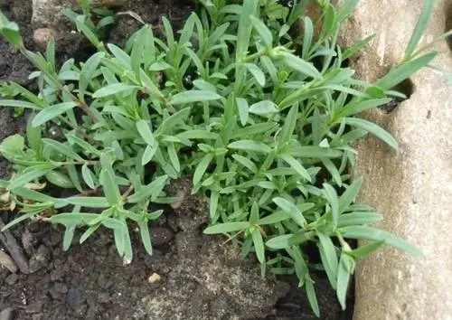 Copo de nieve perenne de Gypsophila: creciendo a partir de semillas 4290_9