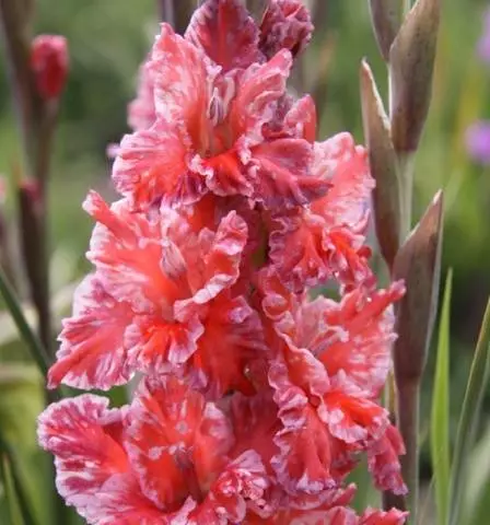 Gladioli kasalliklari va ularni davolash + fotosurat 4301_9