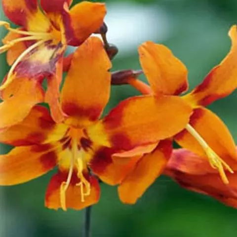 Gladiolus ya Kijapani (montbrecia): kupanda na kutunza 4303_3