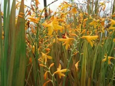 Yapon gladiolusi (montbrecia): ekish va parvarish qilish 4303_4