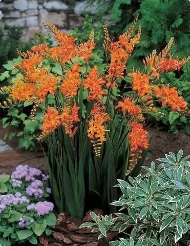 Gladiol Japonè (montbrecia): plante ak swen 4303_5